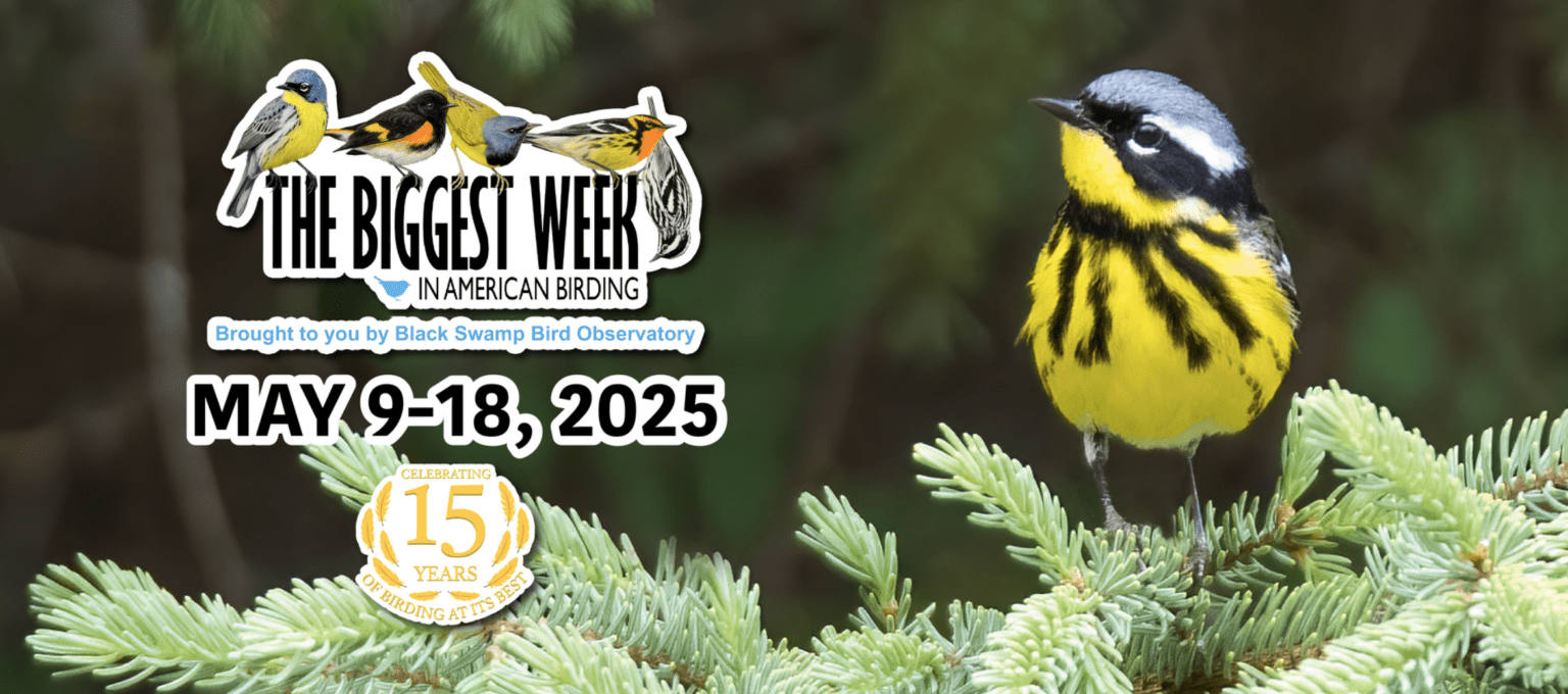 Biggest Week in Birding Toledo: Bird Watching Guide