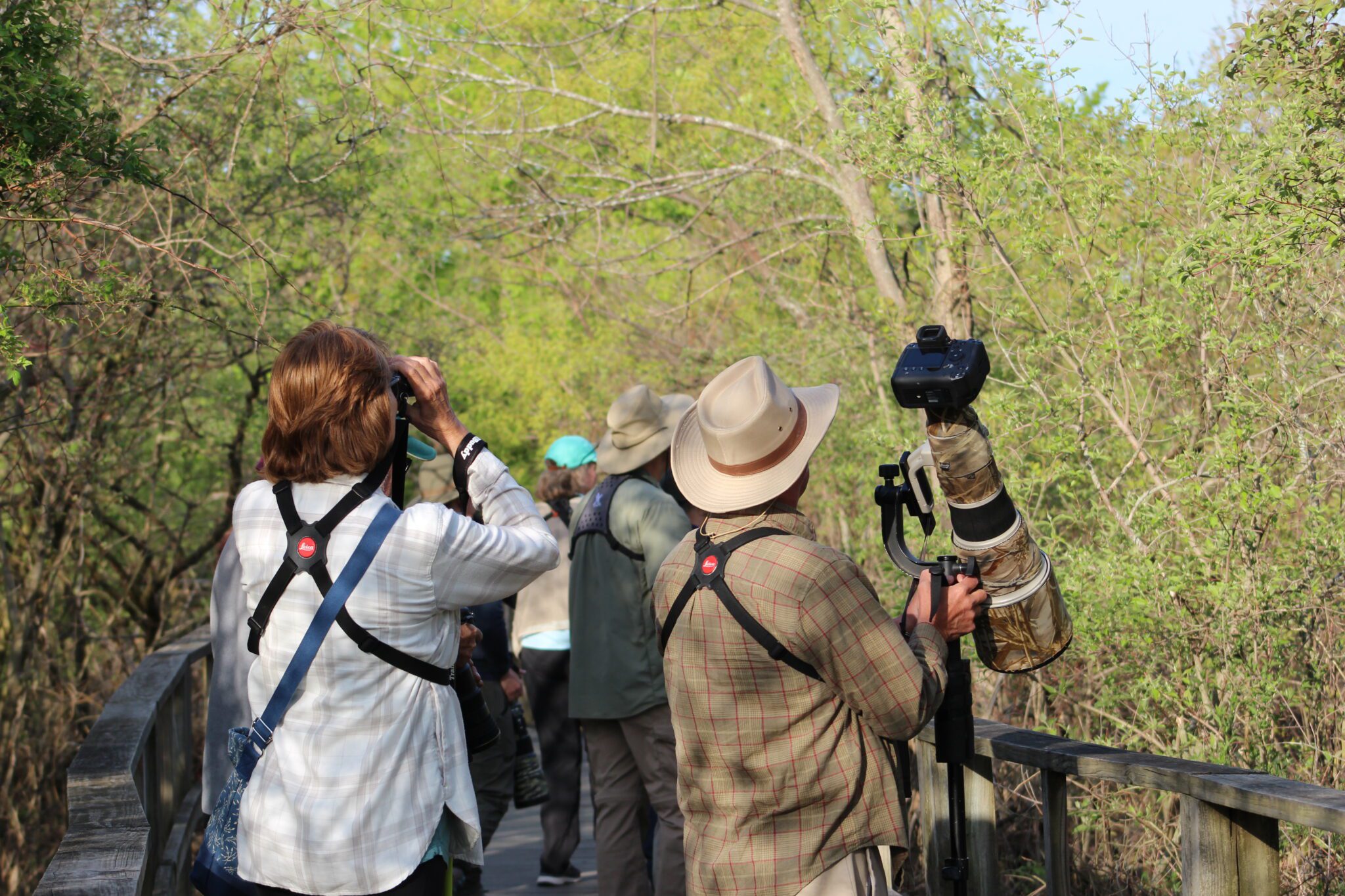 Biggest Week in Birding Toledo: Bird Watching Guide