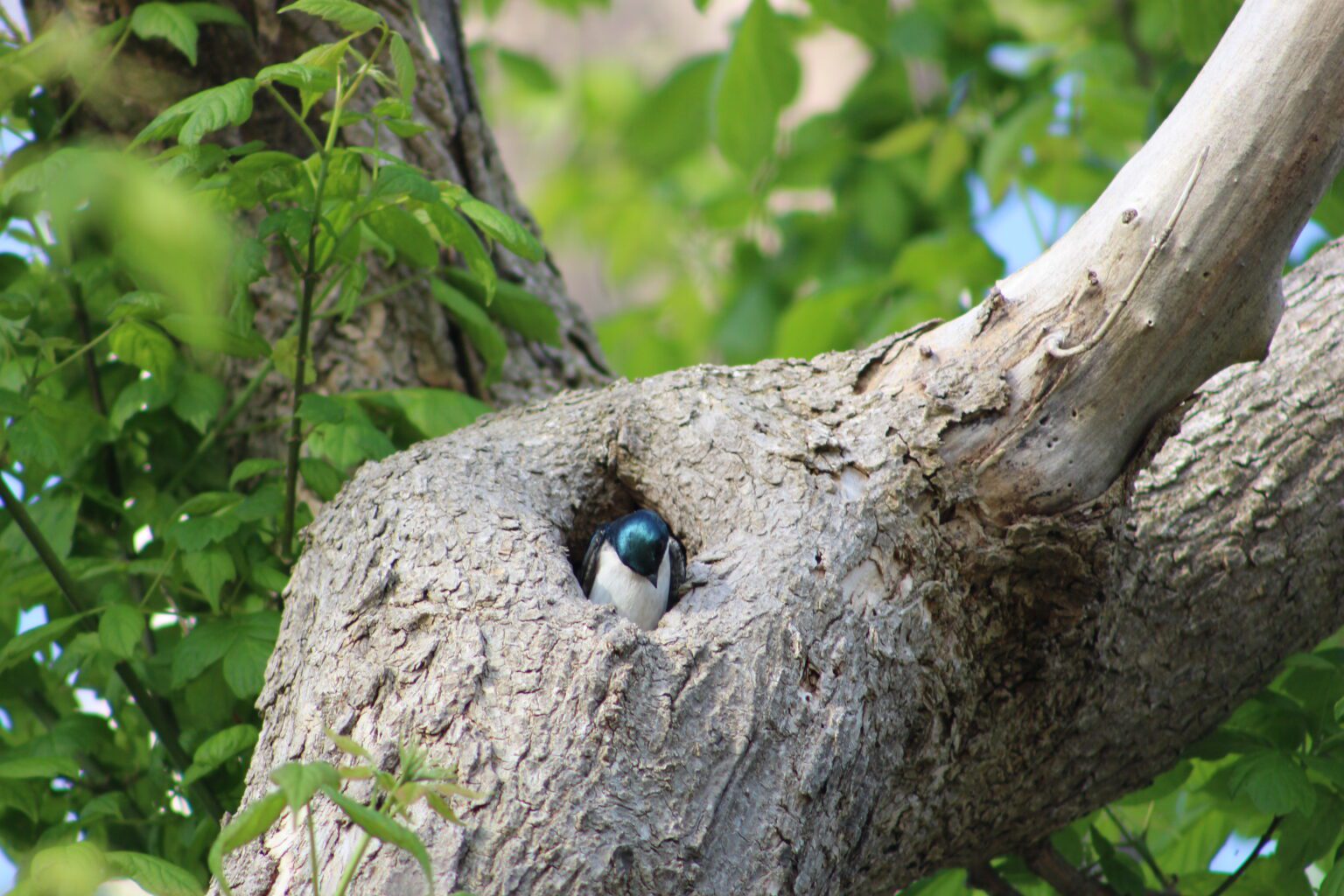 Biggest Week in Birding Toledo: Bird Watching Guide