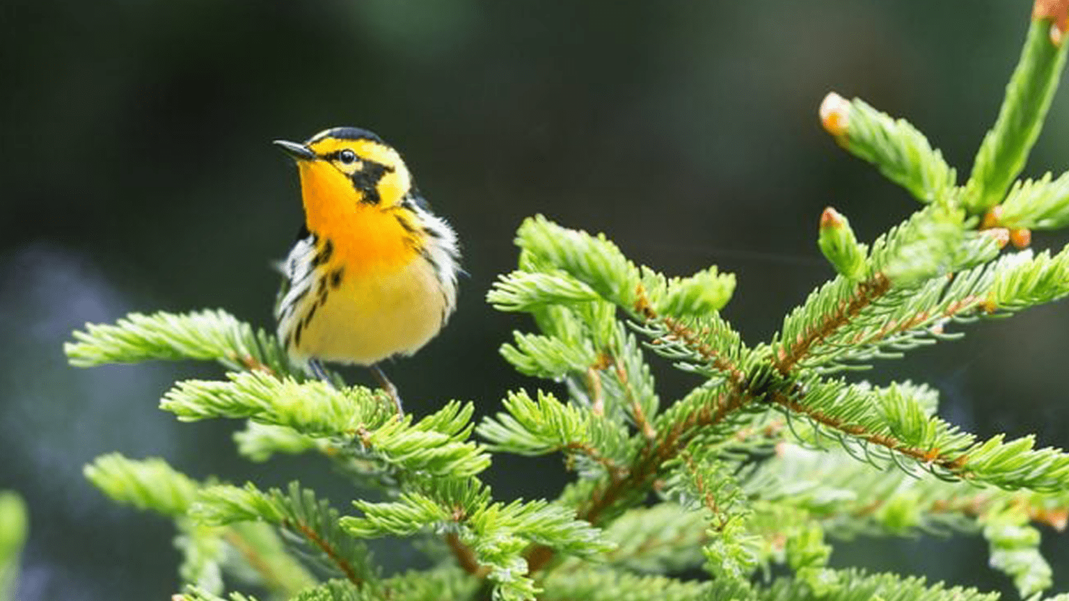 Biggest Week in American Birding - Destination Toledo